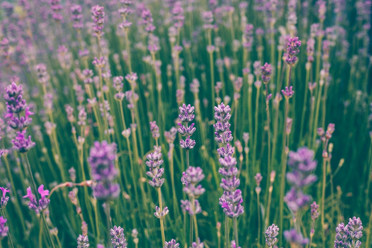 Kid, earth & budget-friendly cleaning solutions - The Rooted Vine
